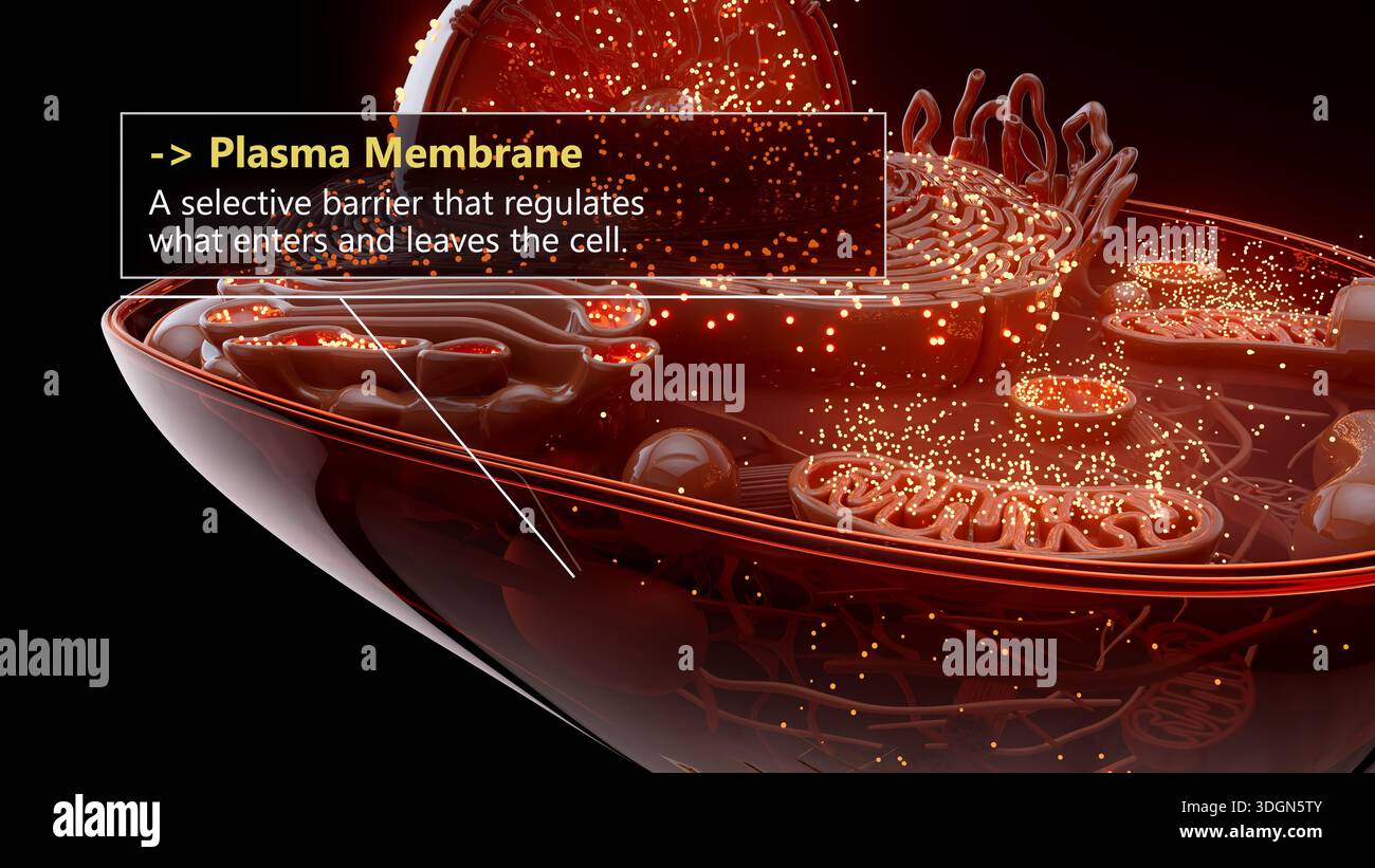 Cell membrane detail hi-res stock photography and images - Alamy