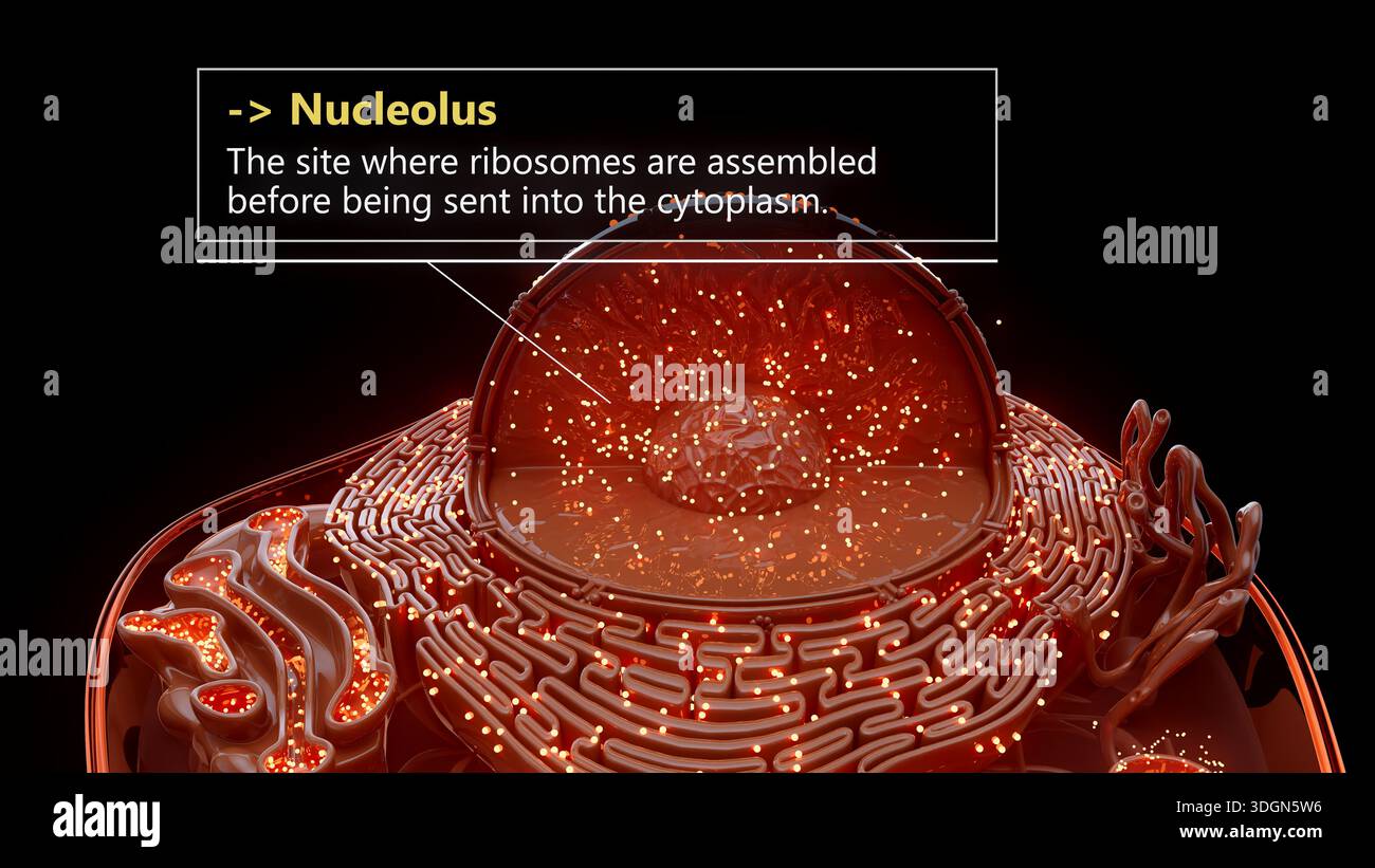 3D illustration of the nucleolus inside a cell nucleus Stock Photo - Alamy
