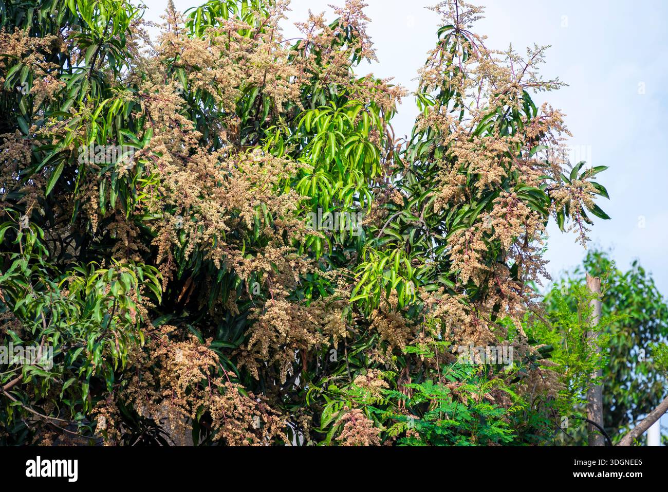 The mango trees in the garden are blossoming. A branch of inflorescence ...