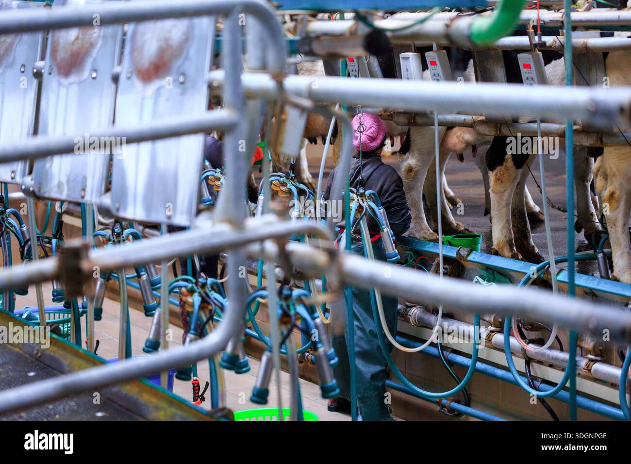 Automated dairy farm milking parlor where cows are being milked using ...