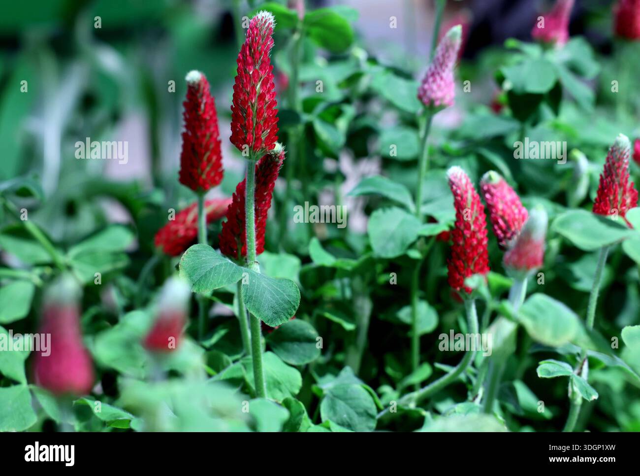 16.01.2026, Berlin - Deutschland. Inkarnat-Klee. *** 16 01 2026, Berlin ...