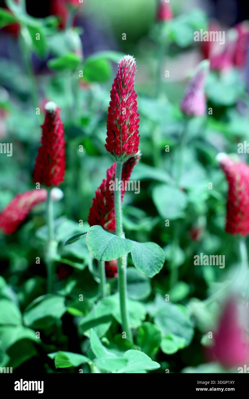 16.01.2026, Berlin - Deutschland. Inkarnat-Klee. *** 16 01 2026, Berlin ...