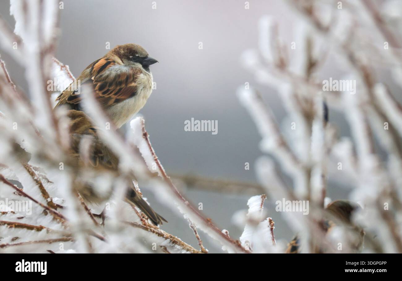 18 January 2026, Baden-Württemberg, Münsingen: A house sparrow sits on ...