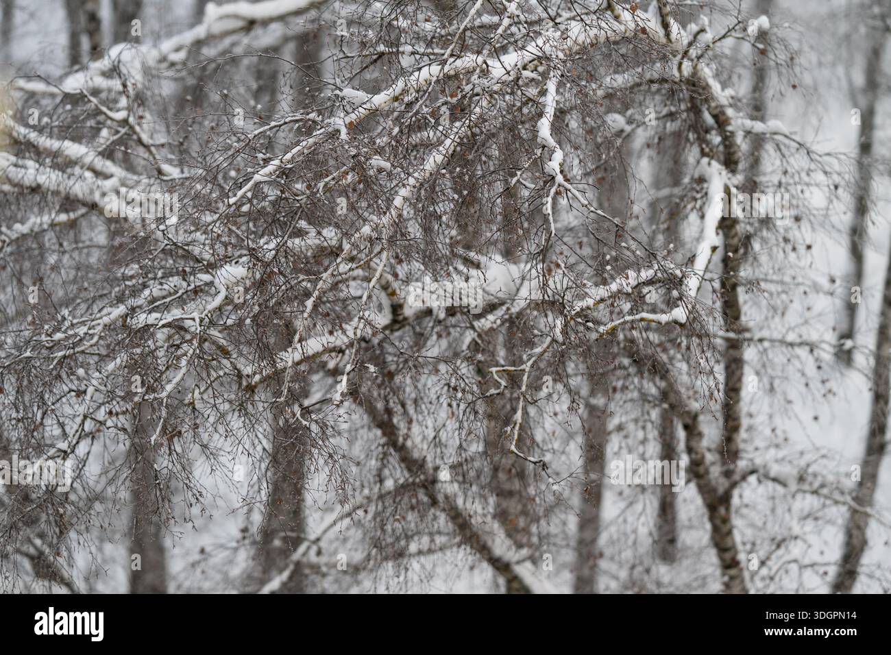 Intricate web of organic forms hi-res stock photography and images - Alamy