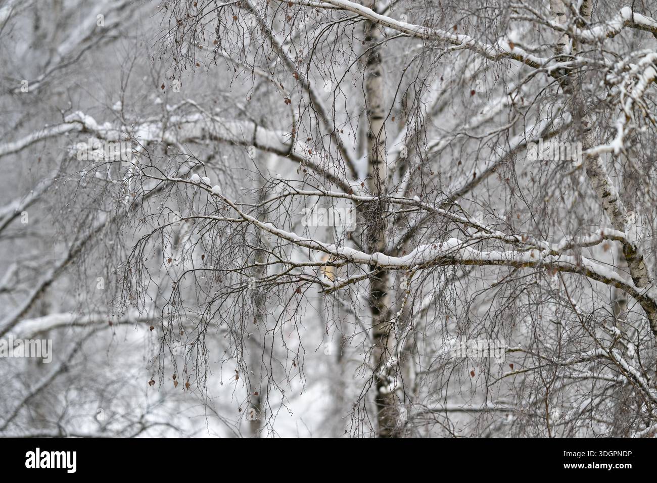 Snow laden branches framing hi-res stock photography and images - Alamy