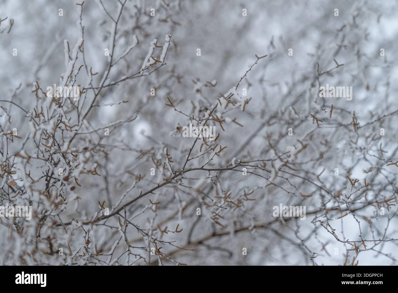 Subtle etching hi-res stock photography and images - Alamy