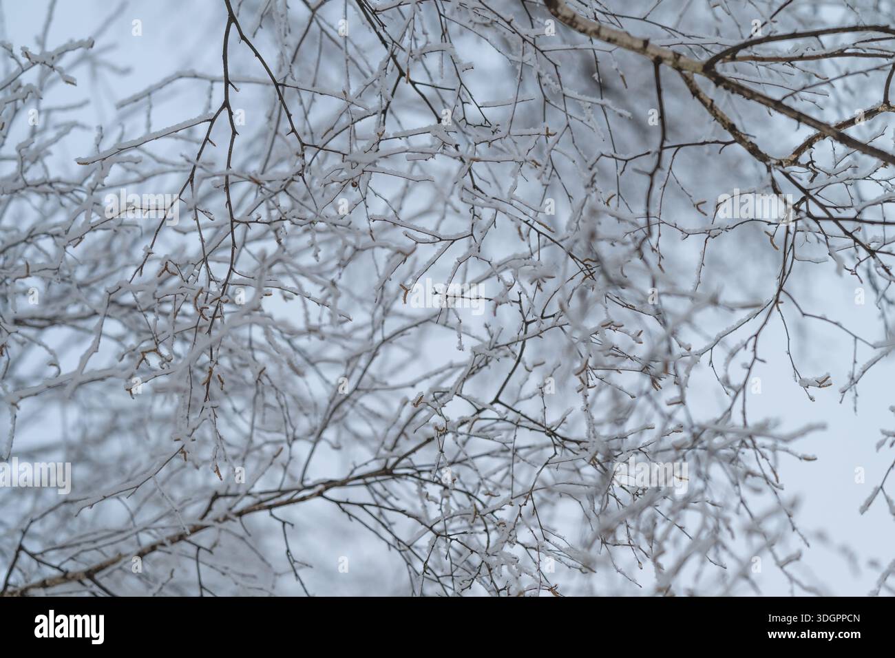 Soft earthy tones intertwined hi-res stock photography and images - Alamy