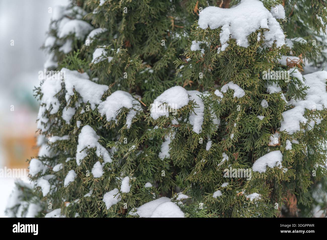 Green winter pillar, Vertical conifer amid frost, Snowcovered cedar ...