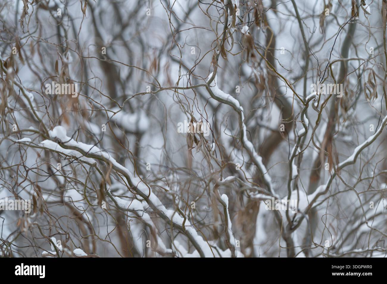 Emphasizing graceful curves hi-res stock photography and images - Alamy
