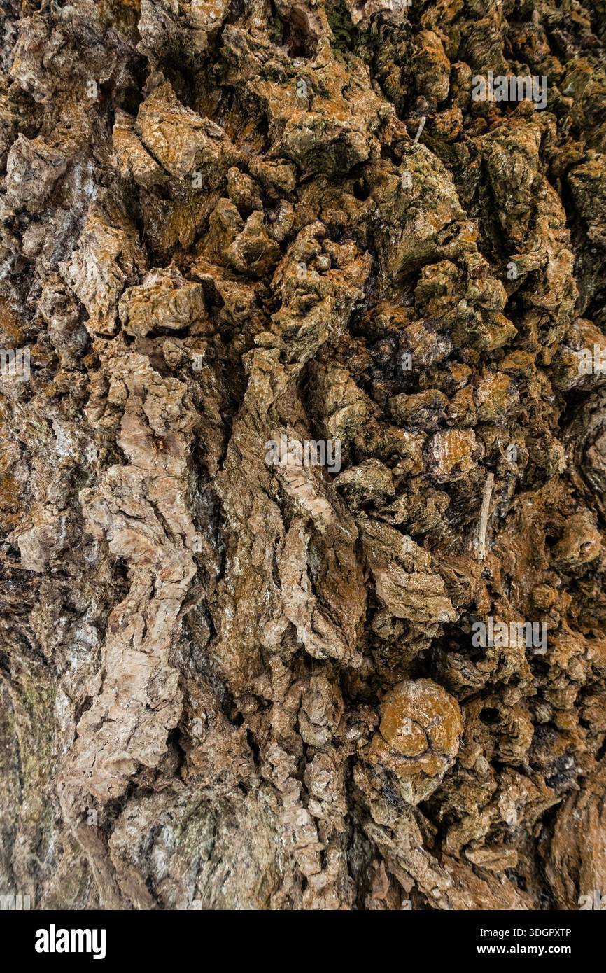 Detailed close up of tree bark with deep cracks and natural textures ...
