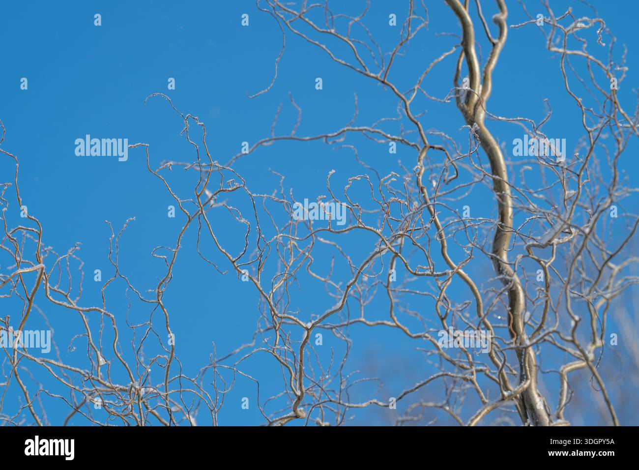 Backdrop of intricate linework hi-res stock photography and images - Alamy