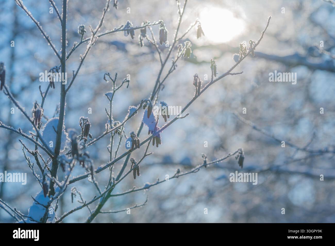 Rimlit silhouettes hi-res stock photography and images - Alamy