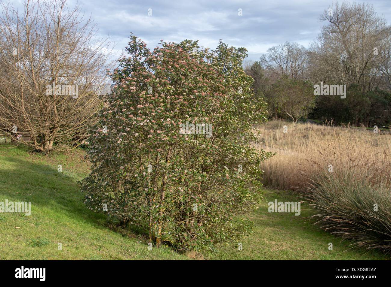 Laurustine viburnum tinus flowering hi-res stock photography and images ...