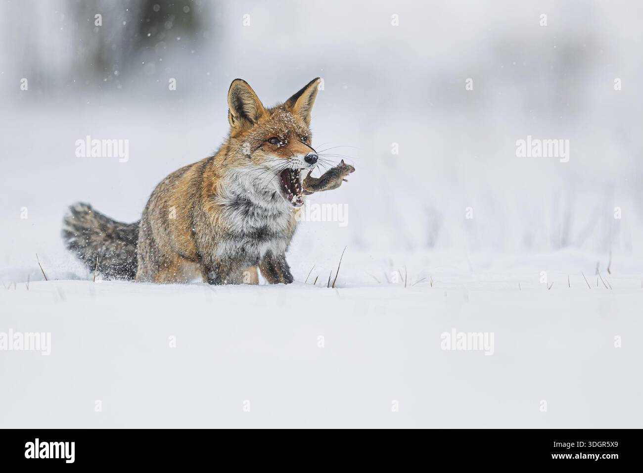 A Red fox (Vulpes vulpes) calls with its mouth open while holding a ...