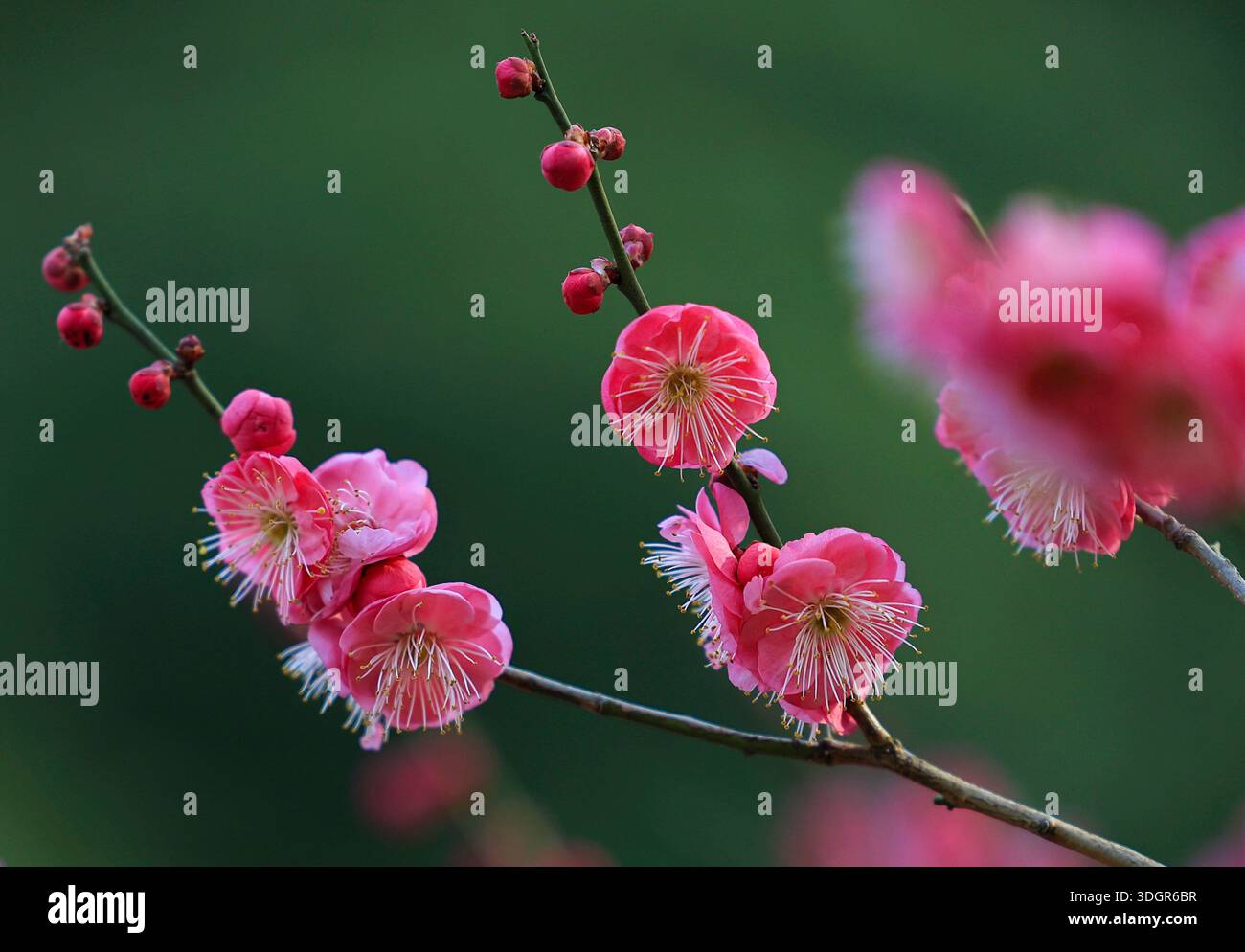 (260118) -- BEIJING, Jan. 18, 2026 (Xinhua) -- Plum blossoms are seen ...