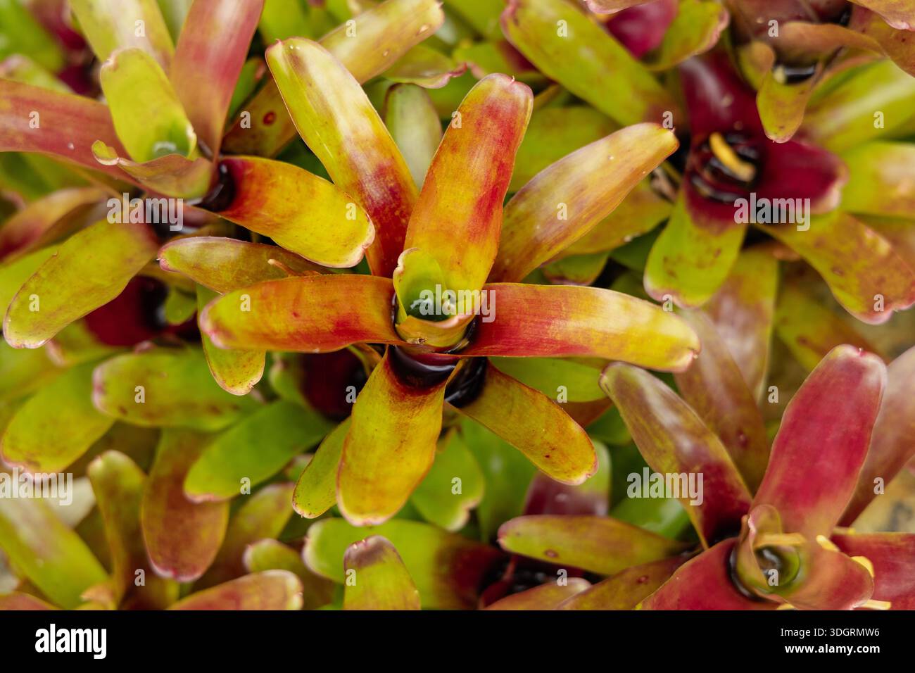 Colorful tropicals hi-res stock photography and images - Alamy