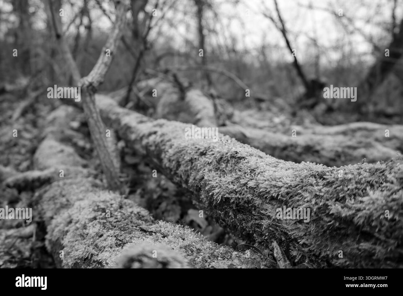 Harmonious blend Black and White Stock Photos & Images - Alamy