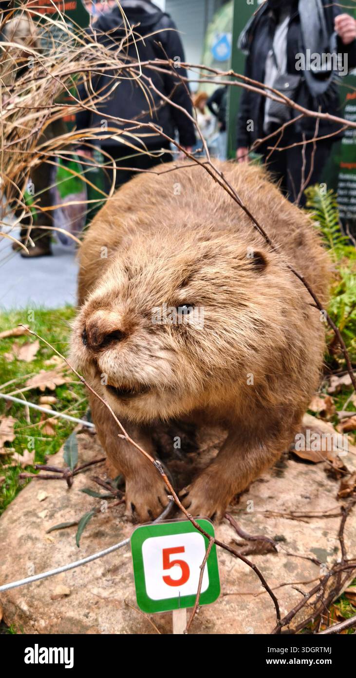 Berlin,18.01.2026,Grüne Woche, der Messestand des Deutschen ...