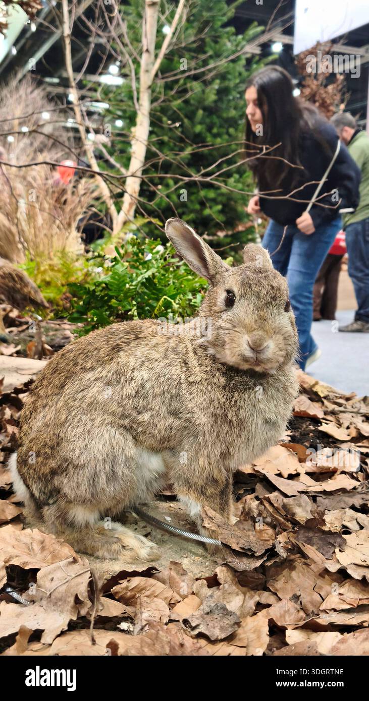 Berlin,18.01.2026,Grüne Woche, der Messestand des Deutschen ...