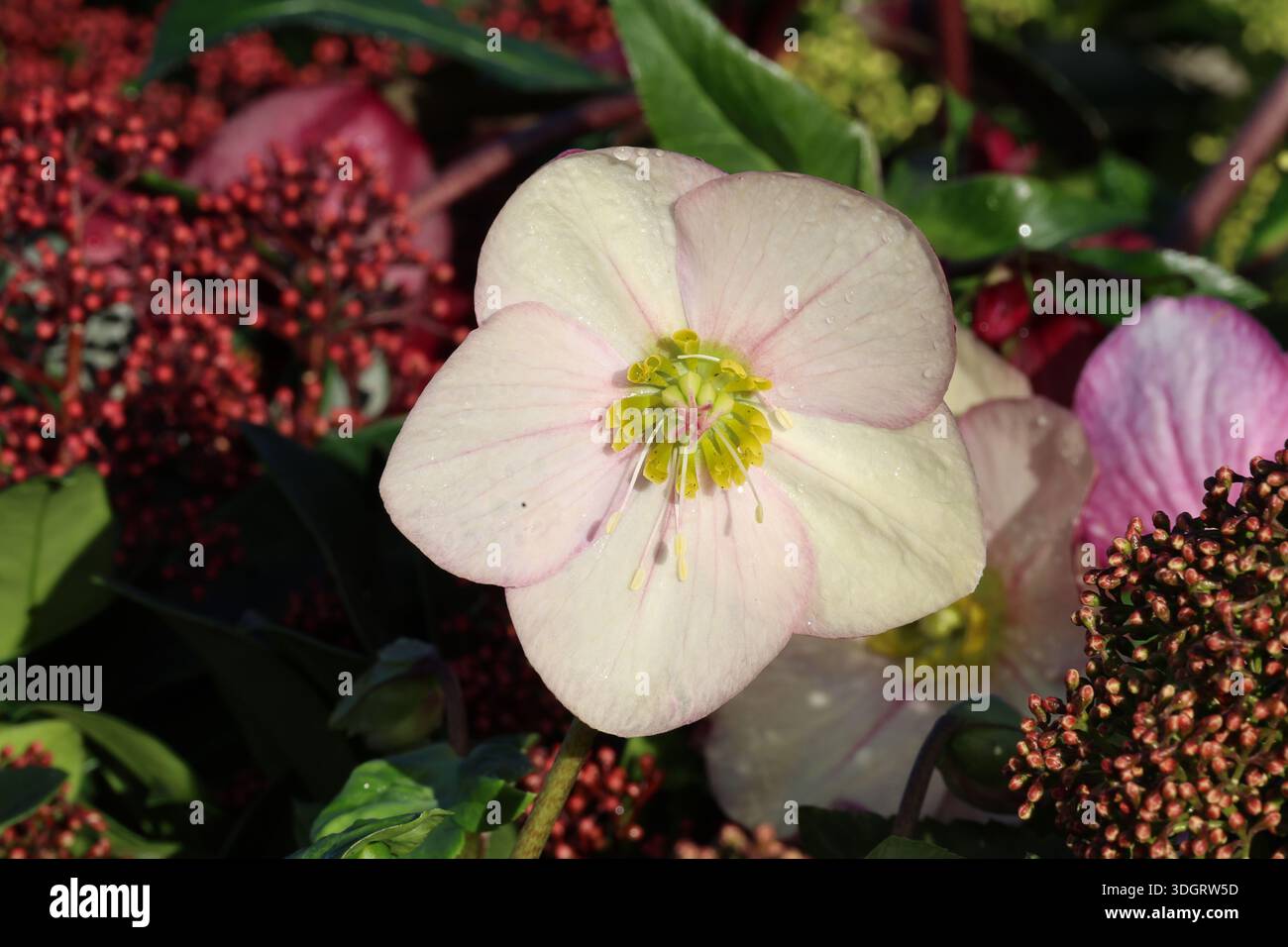 Hellebore liara hi-res stock photography and images - Alamy