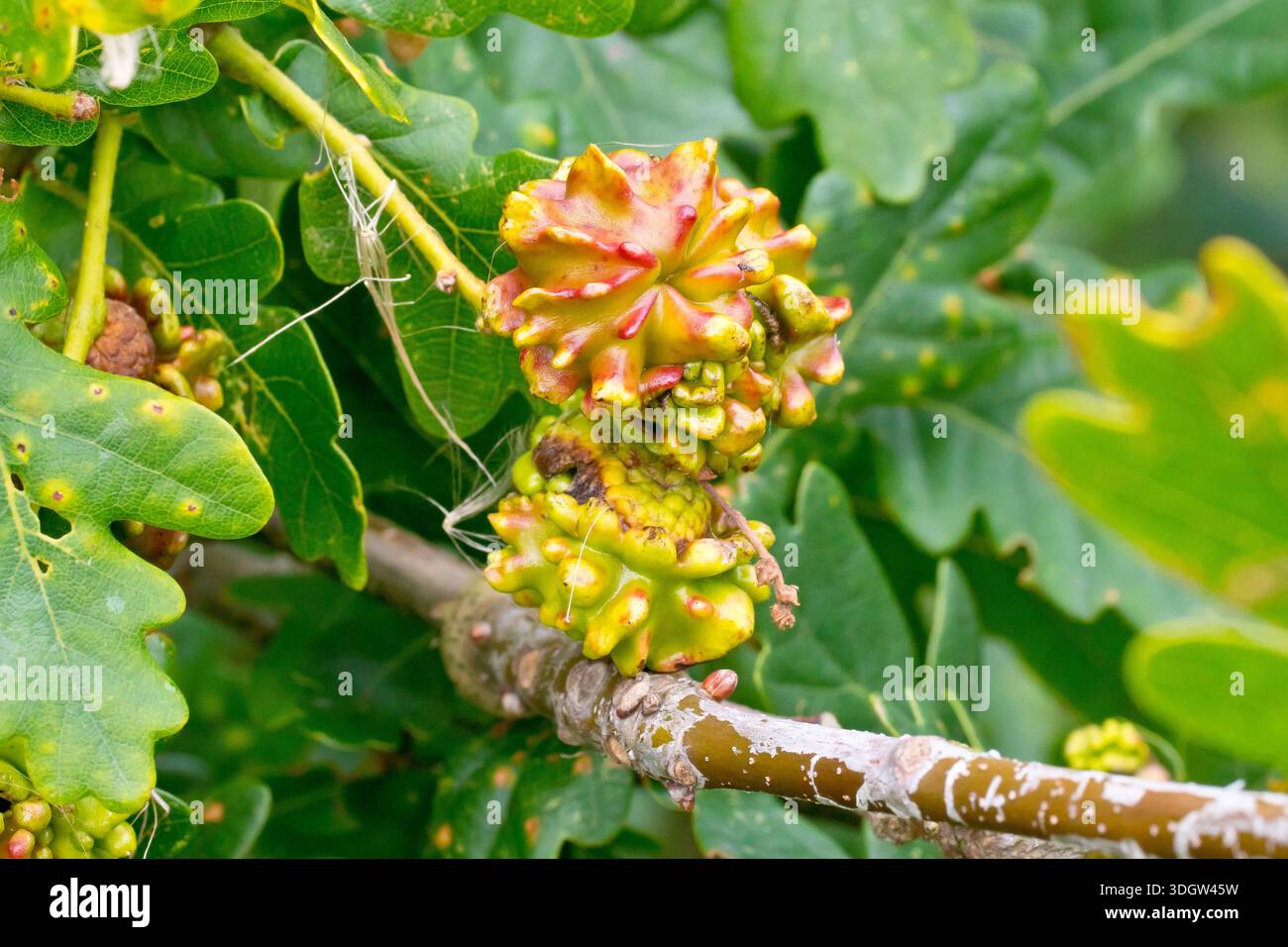 Close up showing infected, misshapen English Oak acorns caused by the ...