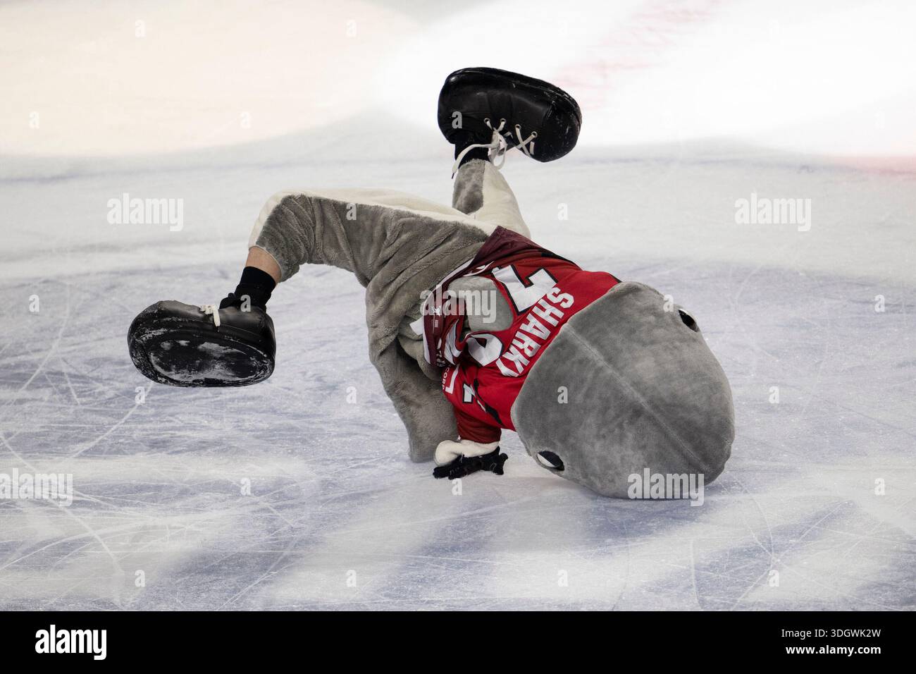 Sharky; PENNY DEL 1; Cologne Sharks - Iserlohn Roosters on 18.01.2026 ...