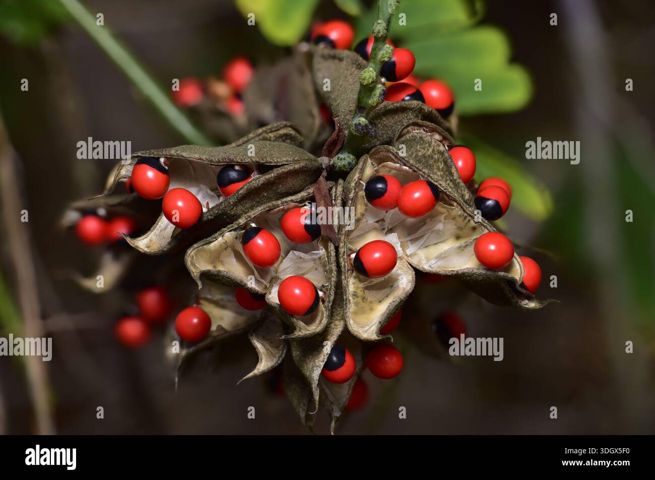 Precatory bean hi-res stock photography and images - Alamy