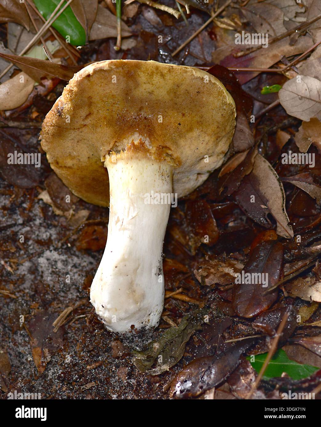 Mycoohizal hi-res stock photography and images - Alamy