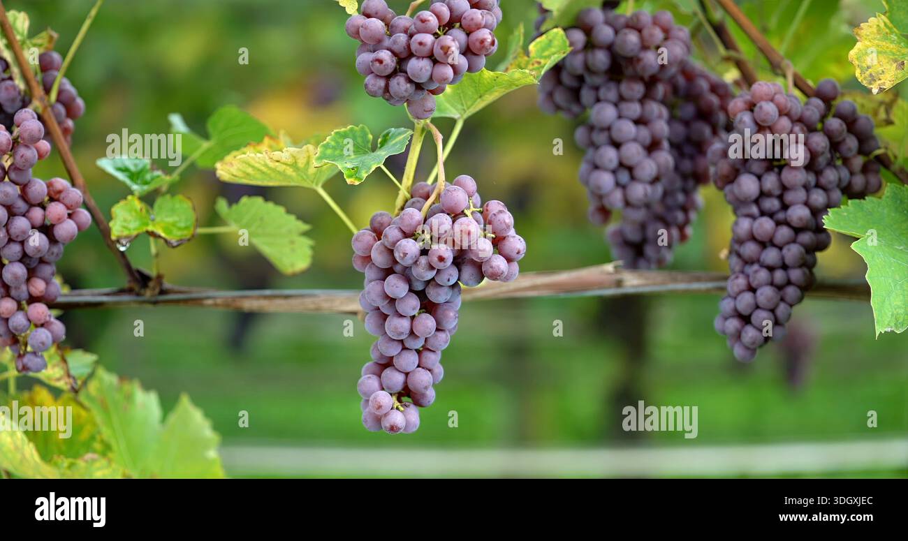 Cordon system pruning hi-res stock photography and images - Alamy