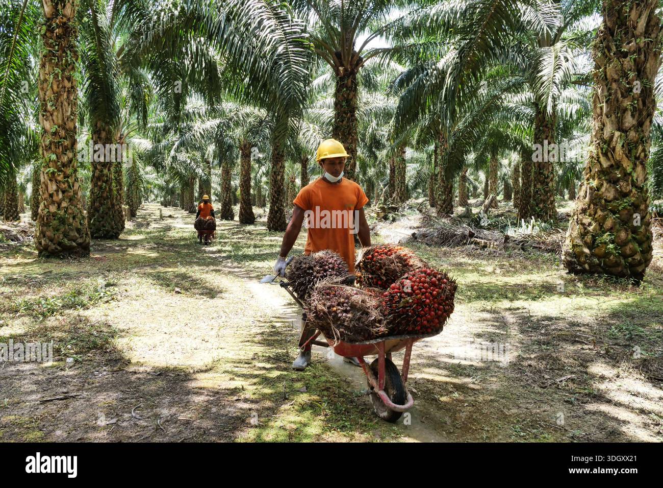 Manual palm oil harvest detailed hi-res stock photography and images ...