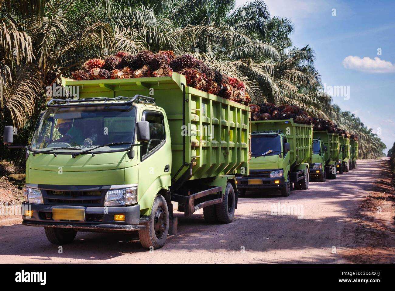 Load of oil palm fresh fruit hi-res stock photography and images - Alamy