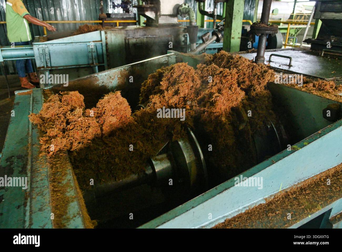 Professional palm oil processing hi-res stock photography and images ...