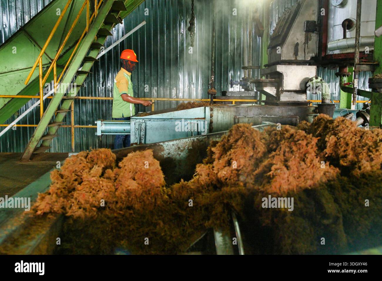 Professional palm oil processing hi-res stock photography and images ...