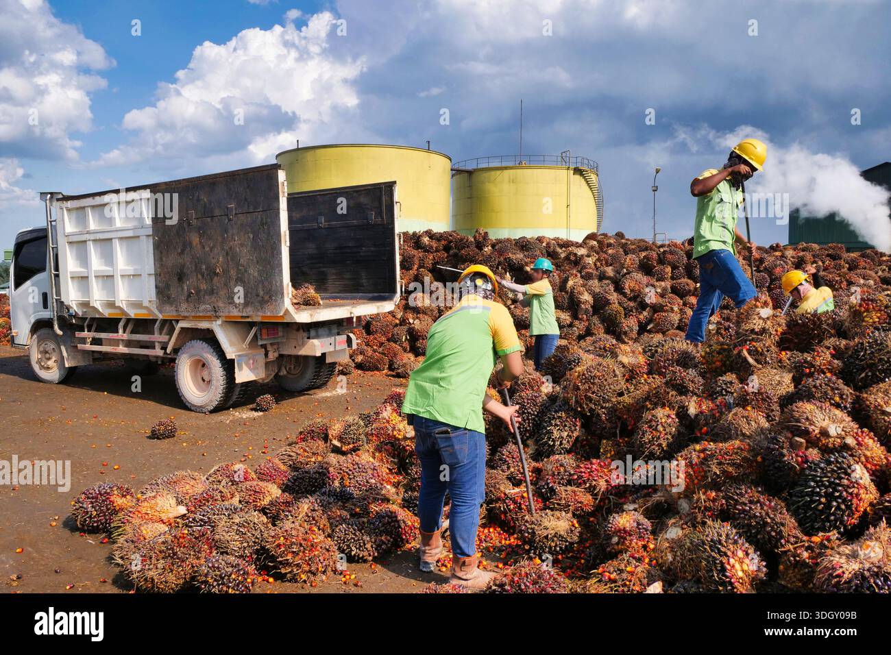 Professional palm oil processing hi-res stock photography and images ...