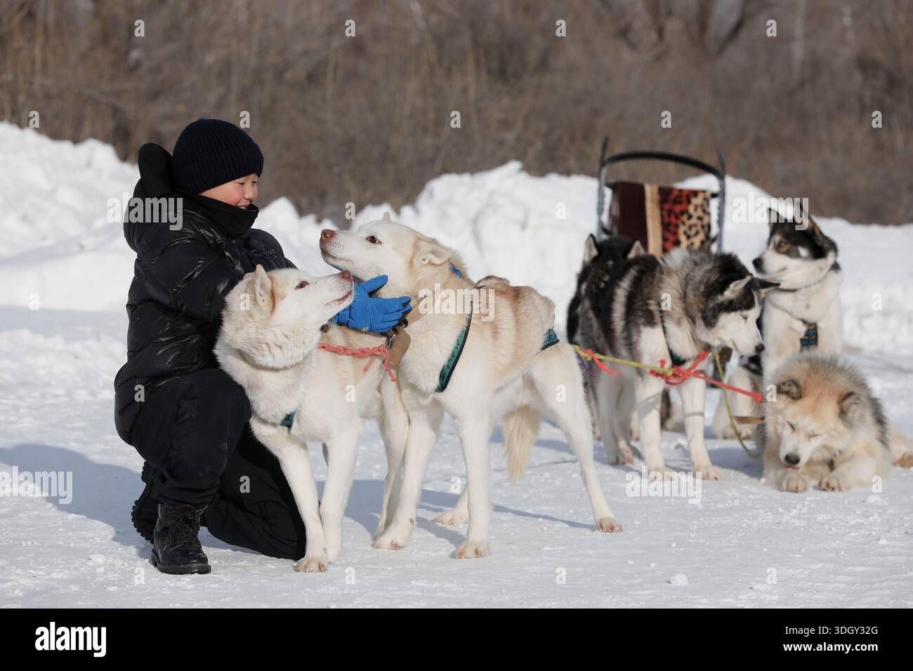 (260119) -- ASTANA, Jan. 19, 2026 (Xinhua) -- A child plays with husky ...
