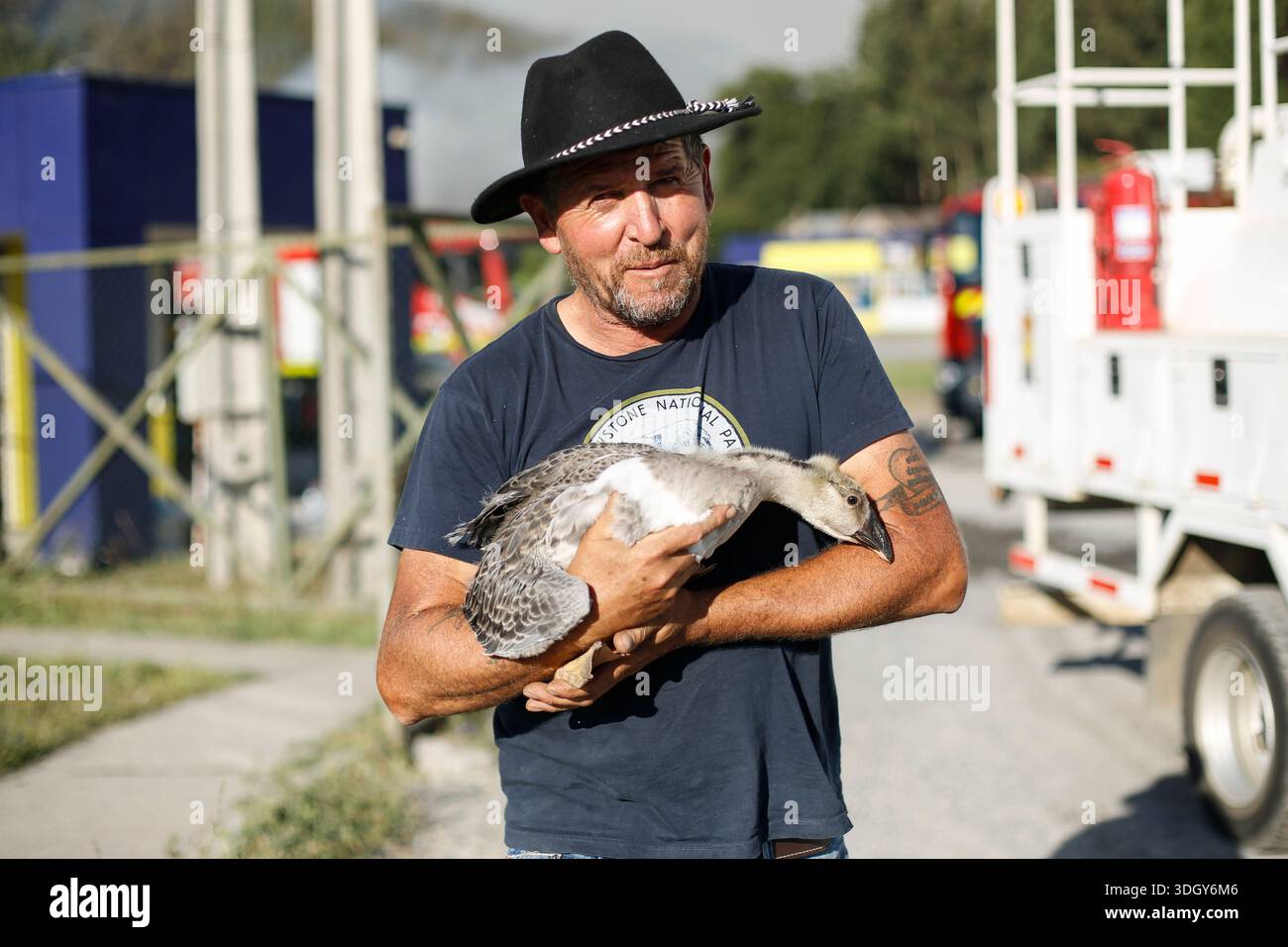 A man evacuates with his goose as wildfires rage in Concepcion, Chile ...