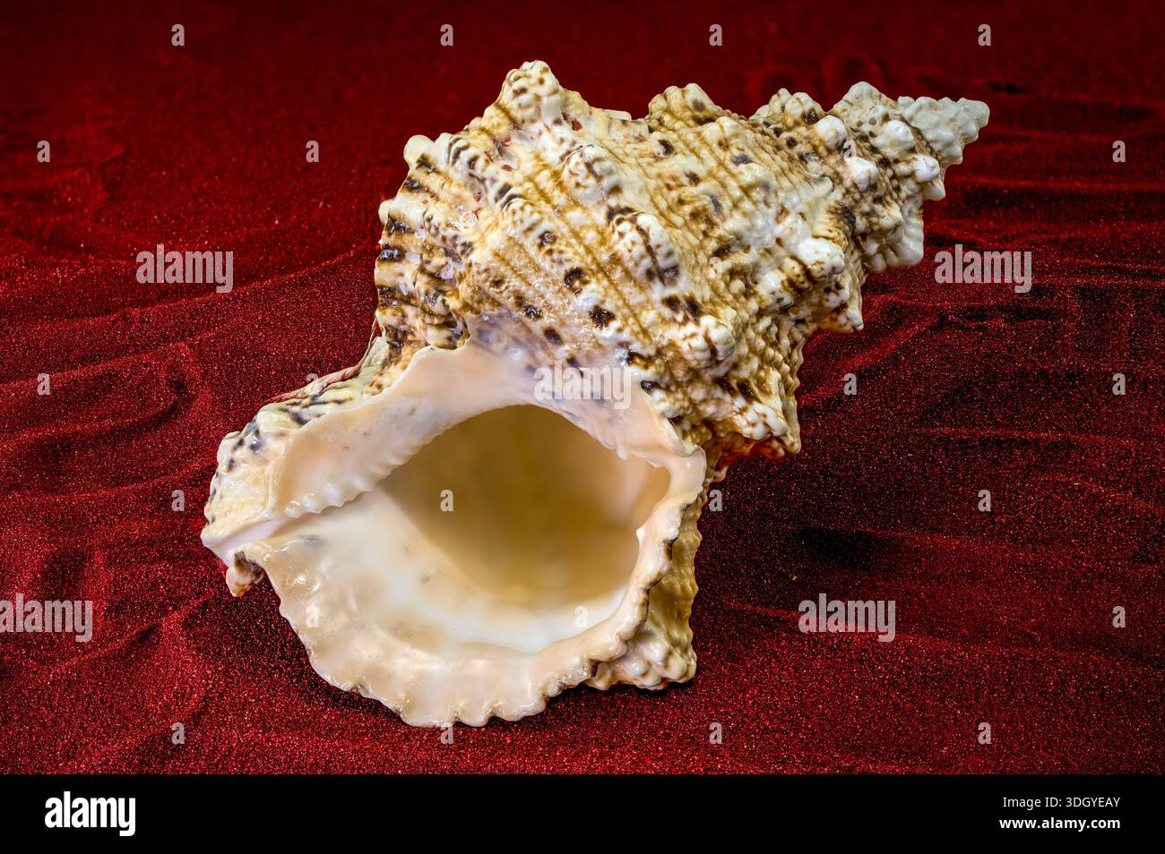 Close-up of a frog shell marine snail with rough textured surface and ...