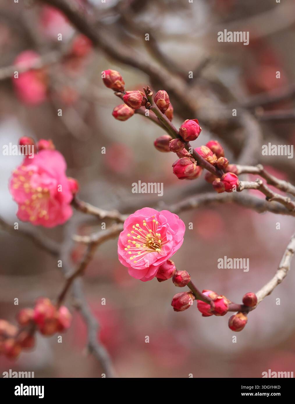 19th Jan, 2026. Plum flowers This photo, taken Jan. 19, 2026, shows red ...