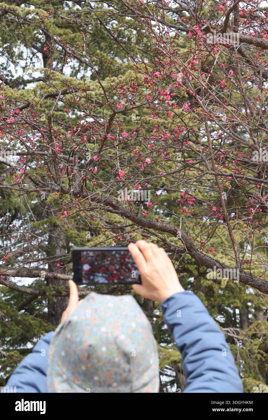 19th Jan, 2026. Plum flowers A visitor photographs red plum flowers at ...