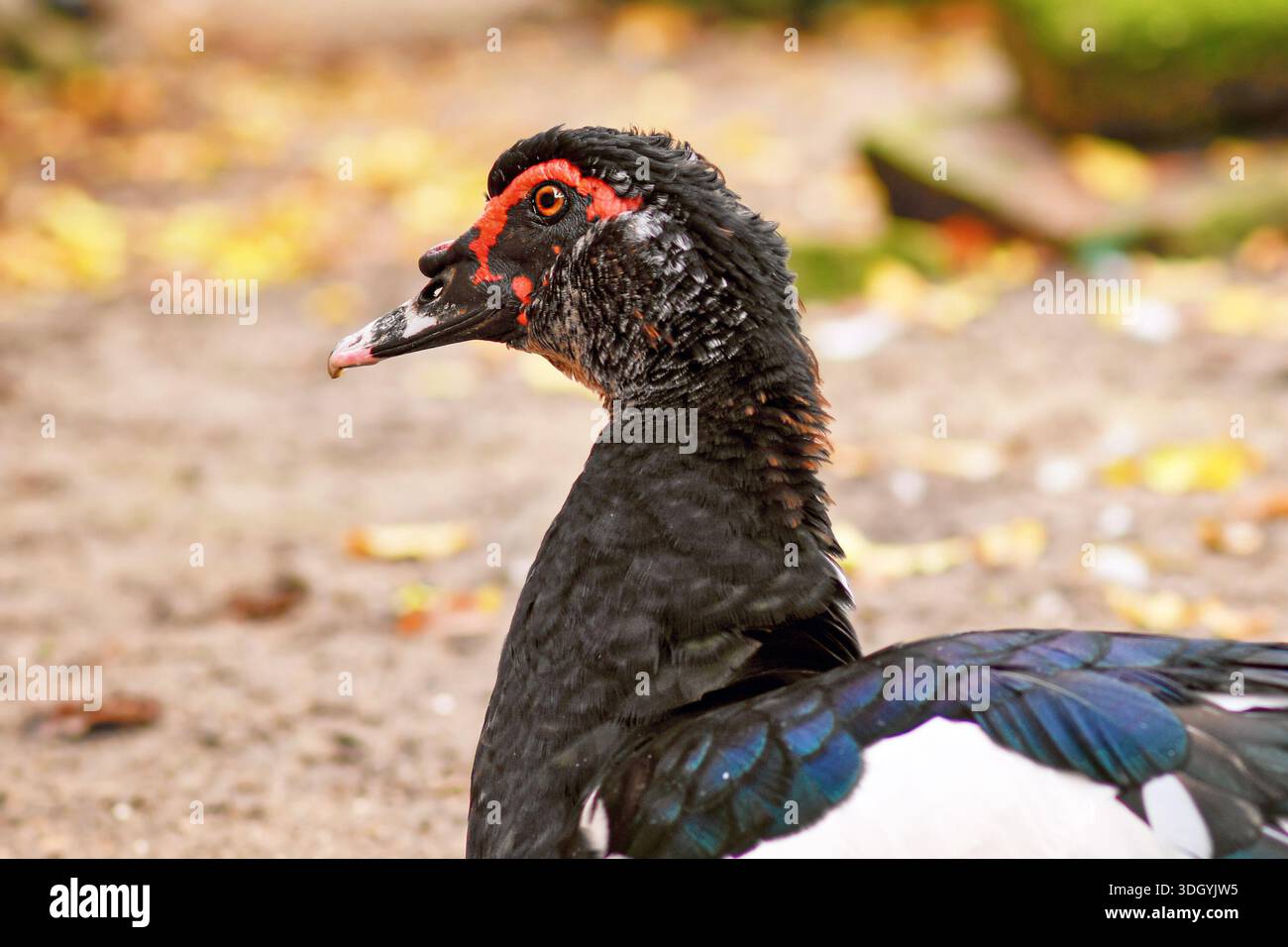 Black Domestic Muscovy duck with vivid red facial skin Stock Photo - Alamy
