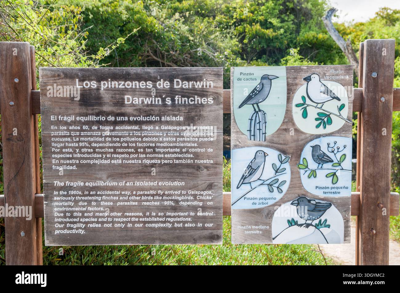 Darwin's finches information signal, Garrapatero Beach, Santa Cruz ...