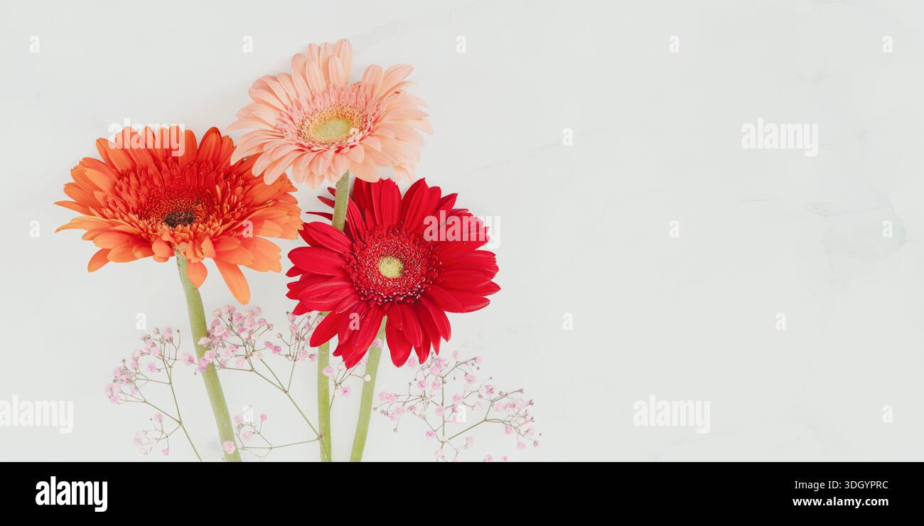 Vibrant Bouquet of Gerbera Flowers with White Gypsophila on Light Blue ...