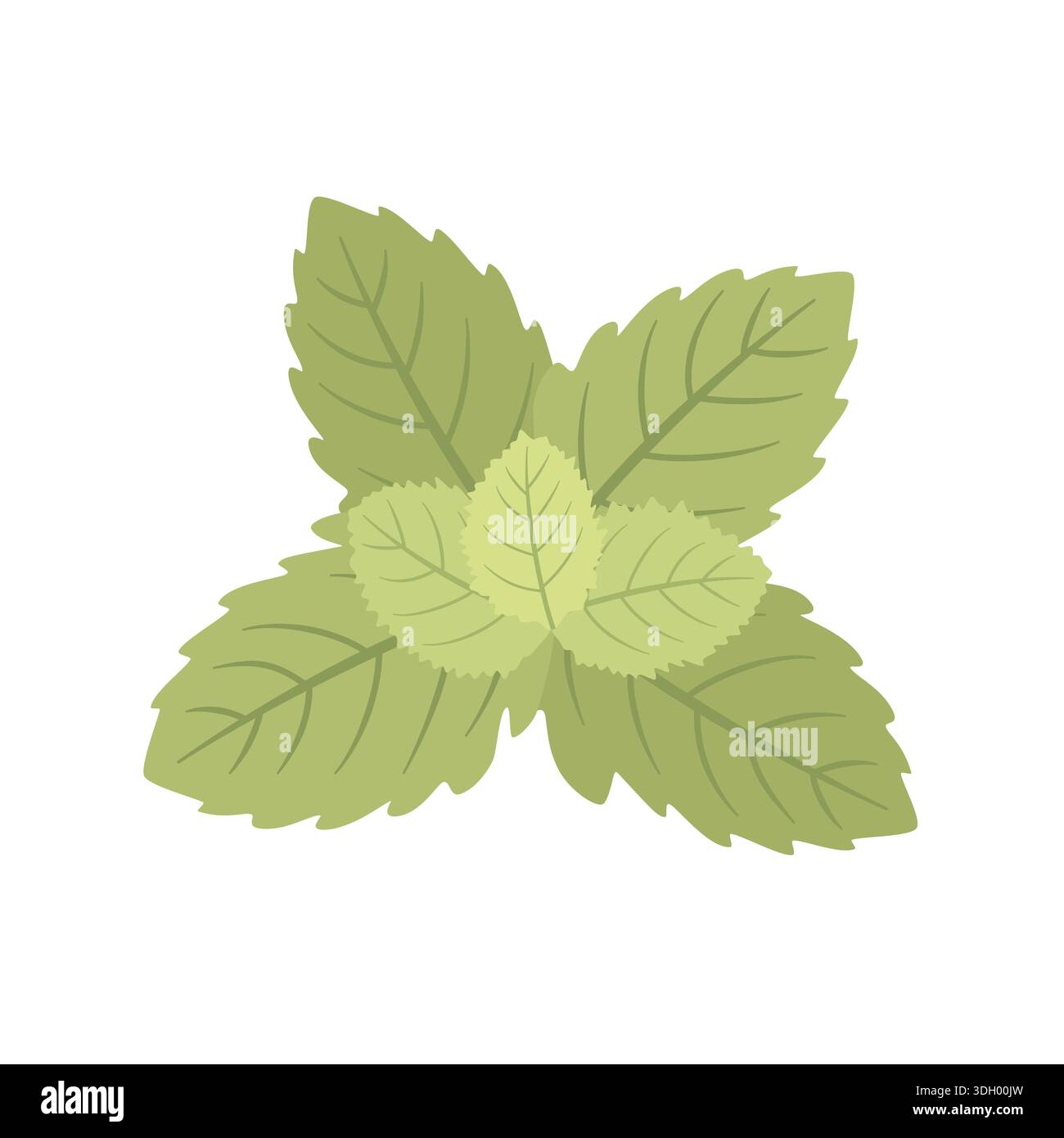 Fresh aromatic green mint Stock Vector Images - Alamy