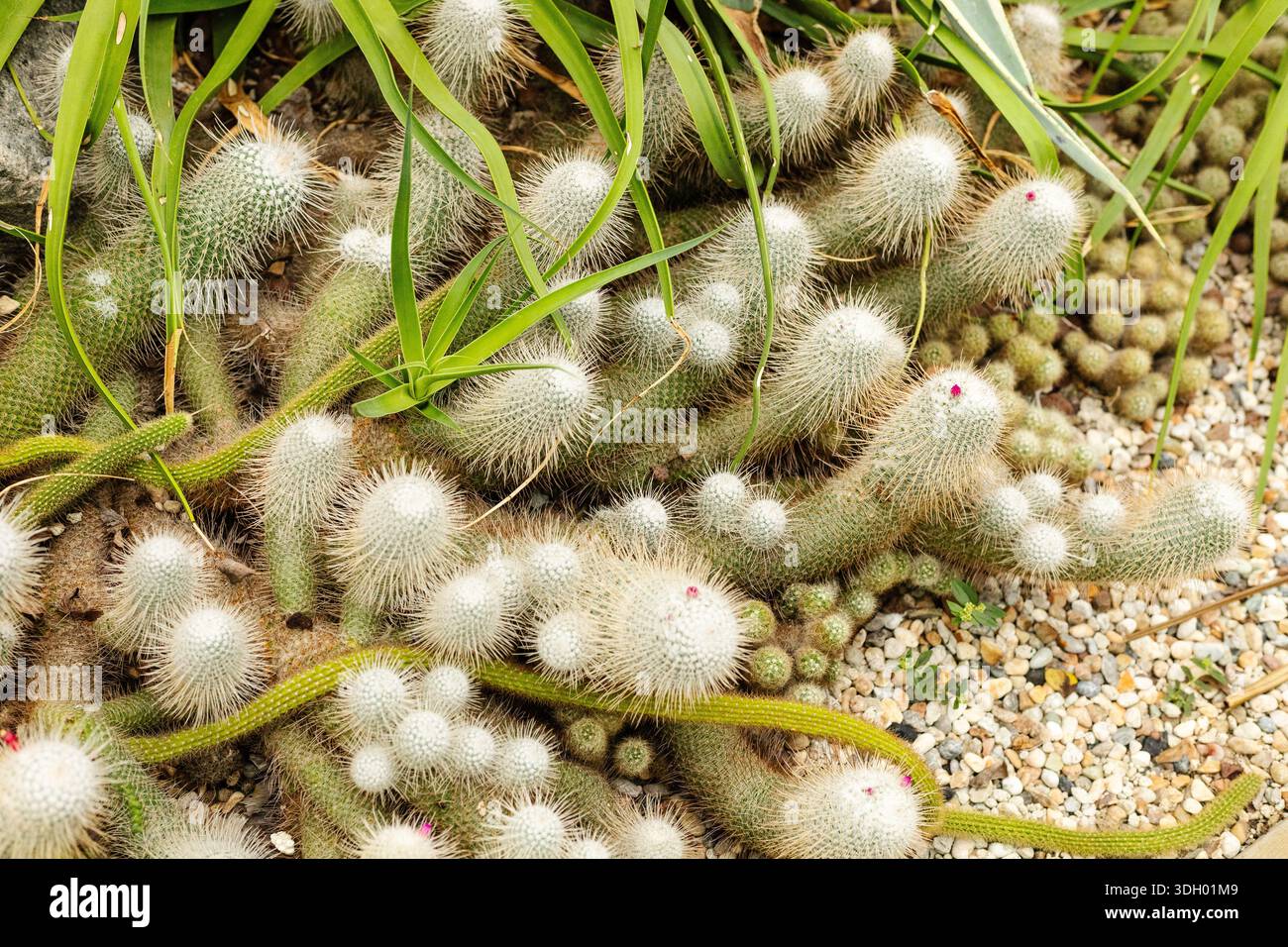 Cactus plants are spread across the ground, mixed with green grass ...