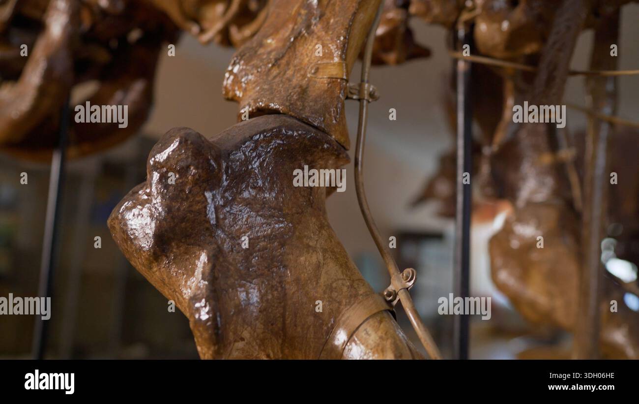 Displaying pelvic and leg bones of a dinosaur skeleton, illustrating ...