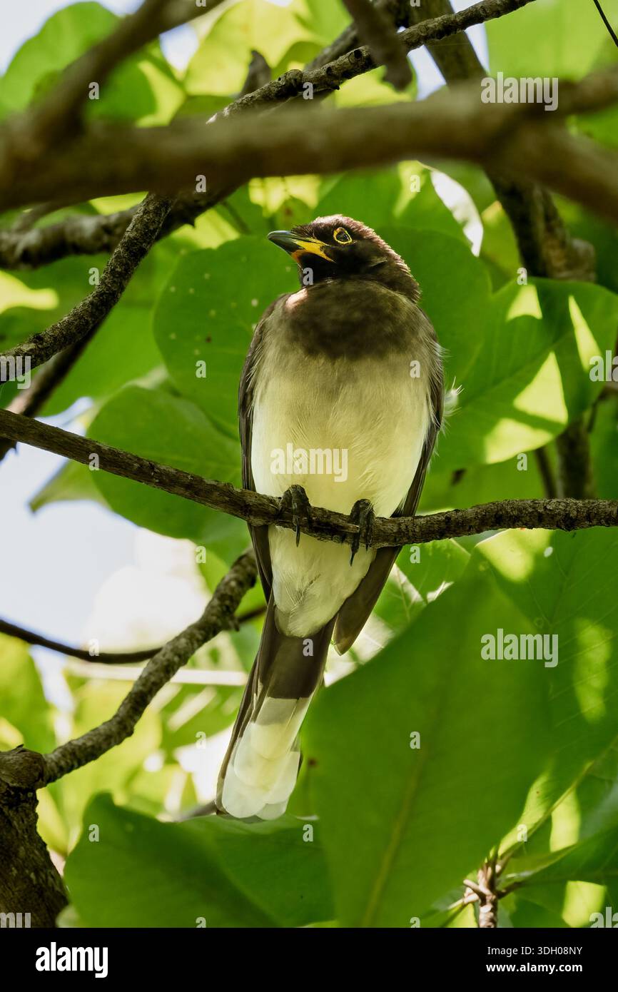 The brown jay, Cyanocorax morio is a large jay native to Central ...