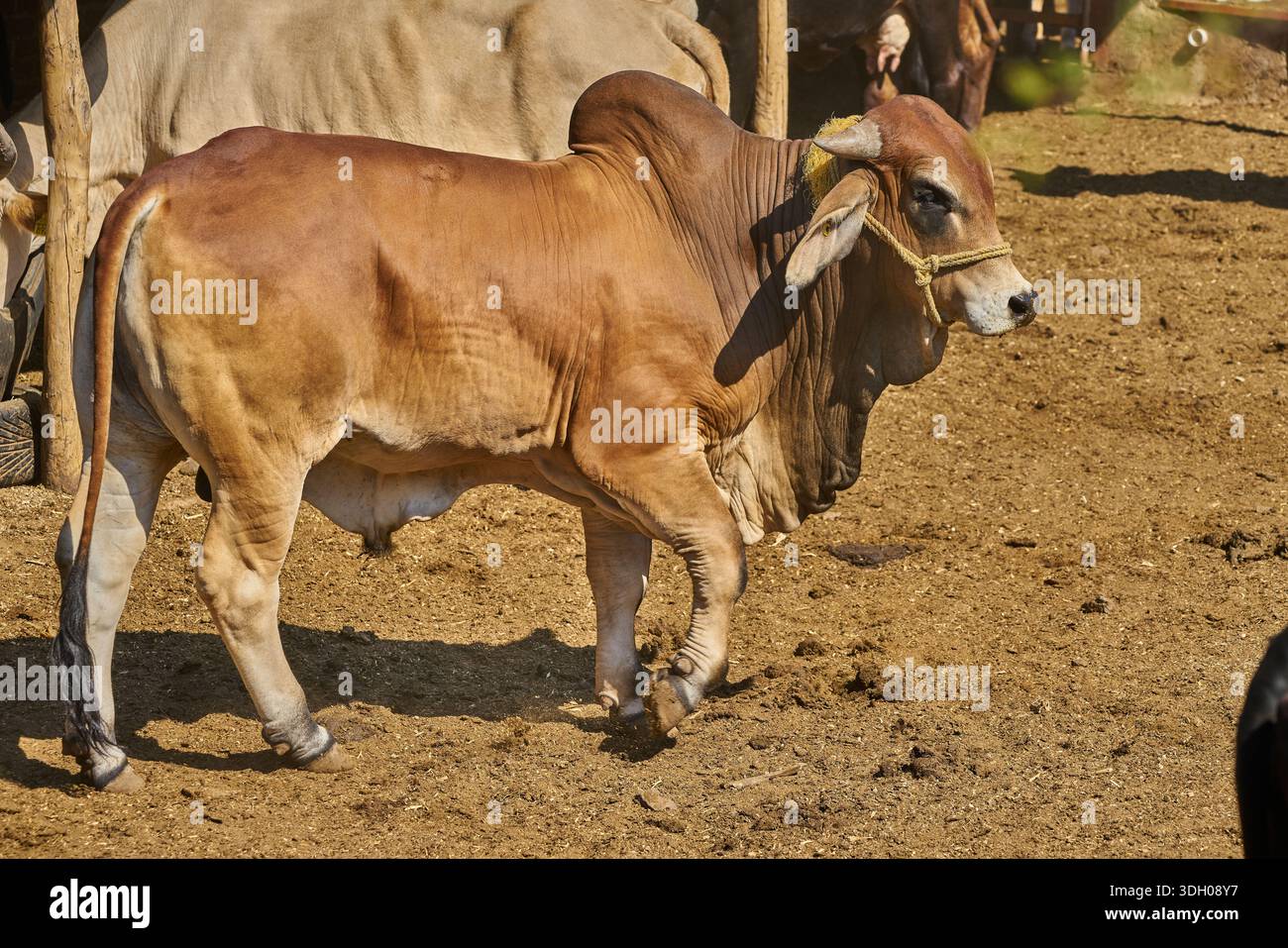 Cattle corral farm hi-res stock photography and images - Alamy