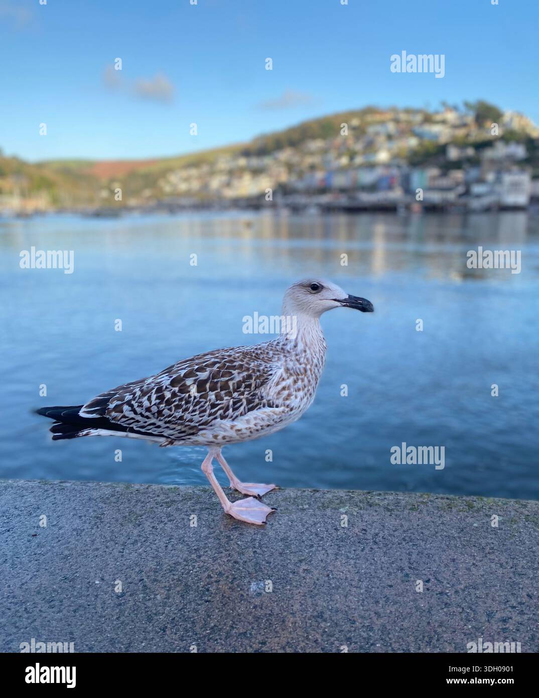 Fledgling seagull hi-res stock photography and images - Alamy
