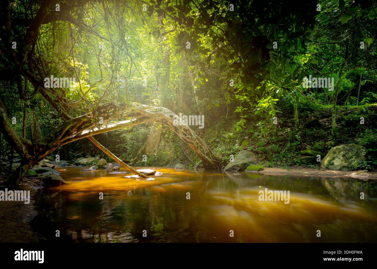 Tropical forest river with golden sunlight filtering through dense ...