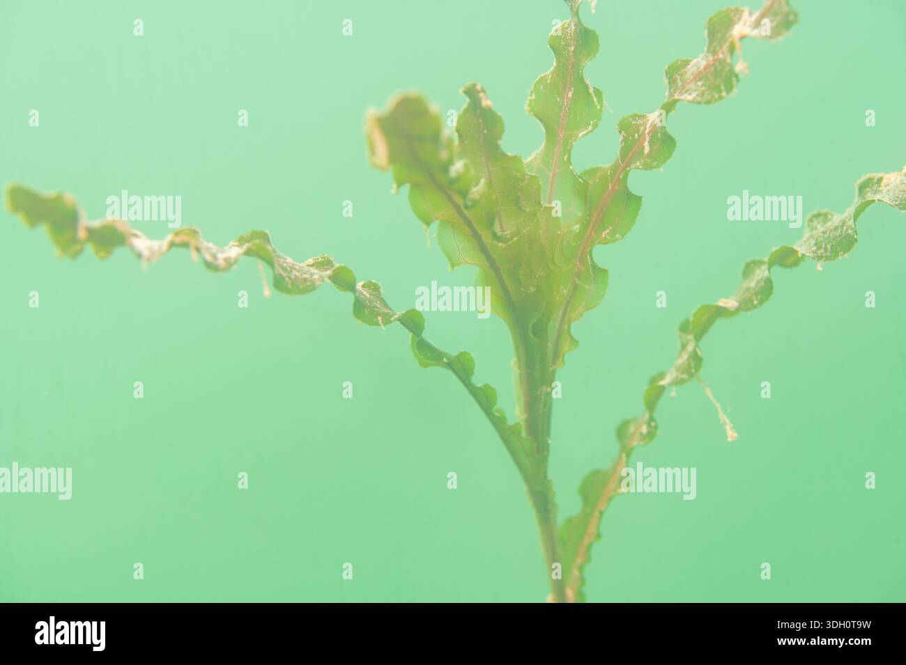 Wavy green aquatic curly-leaf pondweed plant against a smooth ...